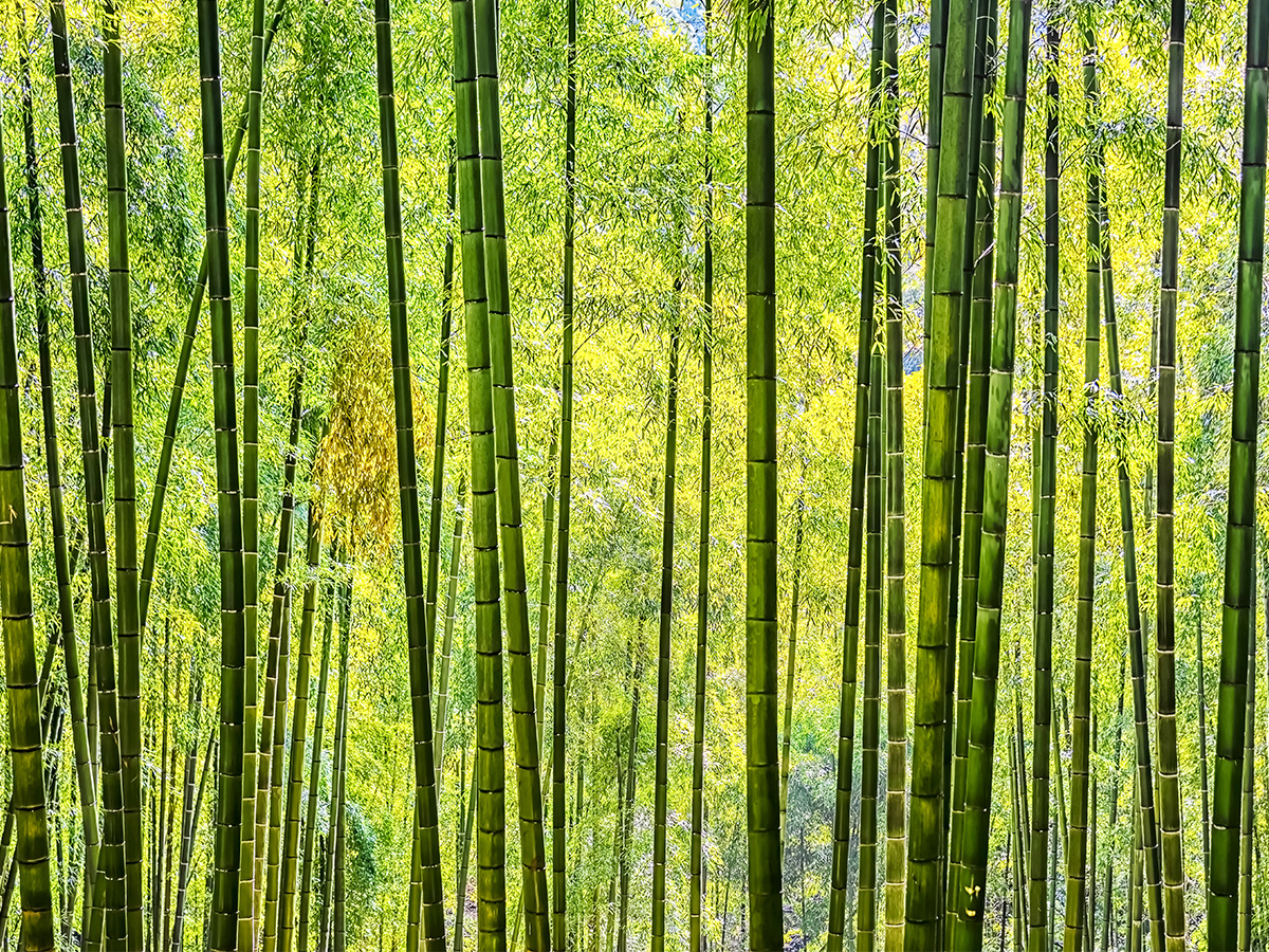 Bamboo & Stone | Food & Beverage | SERAM